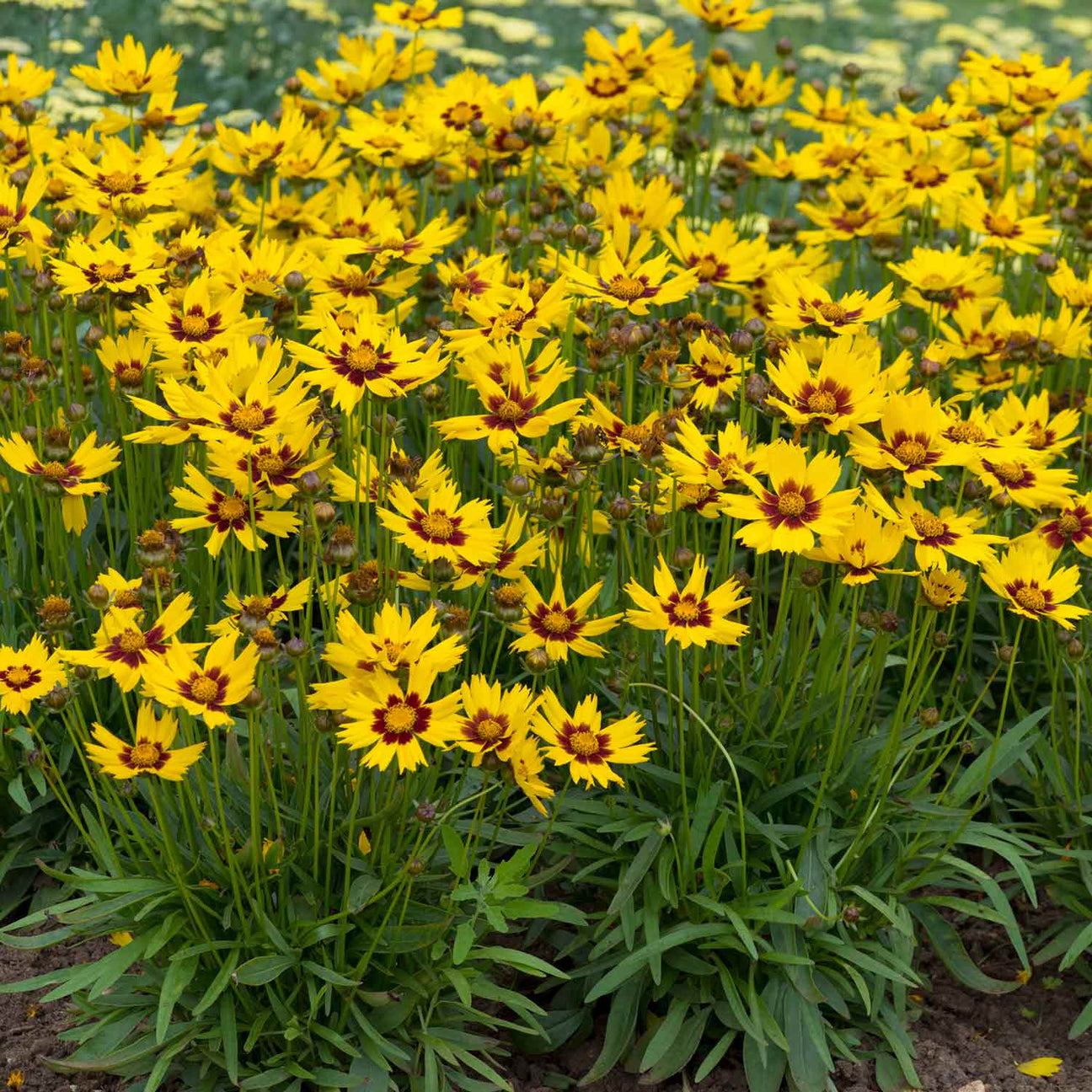Coreopsis 'Sunkiss' - 9cm Plant | Buy Coreopsis Plants Online ...