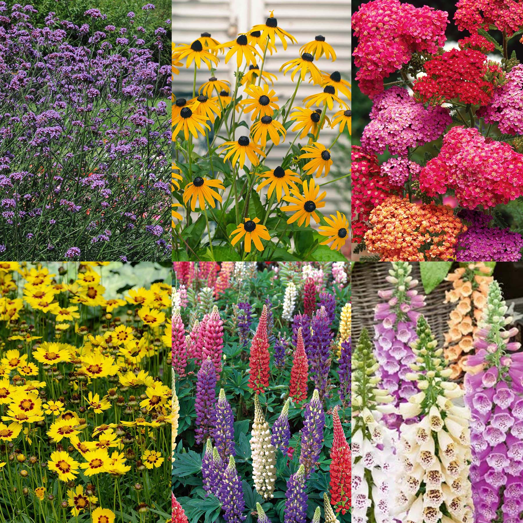 Marshalls Plant 'Selection' | Marshalls Garden