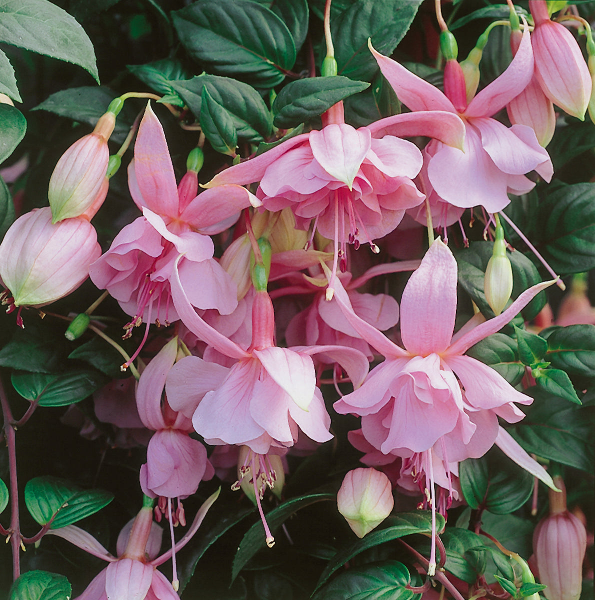 Fuchsia Plant 'Pink Galore' | Buy Fuchsia Plants Online | Summer ...