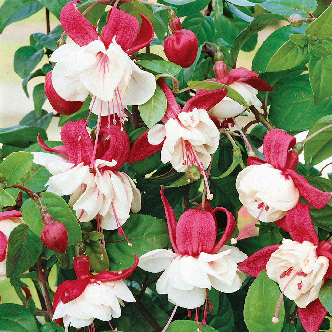 Fuchsia Plant 'Swingtime' | Buy Fuchsia Plants Online | Summer Bedding ...