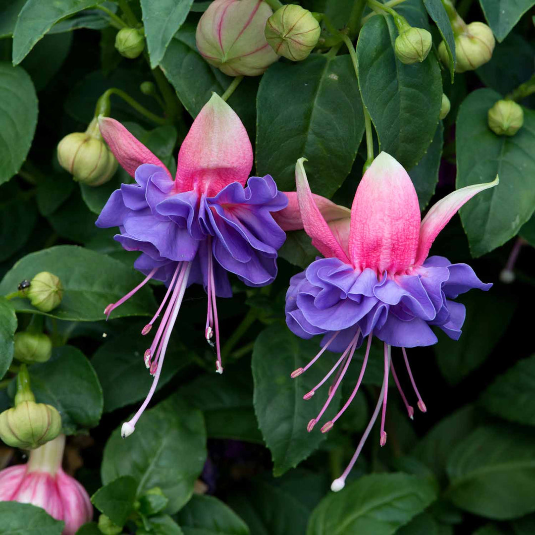 Fuchsia Plant 'Cecile' - 6 x Super Plug Plants | Buy Fuchsia Plants ...