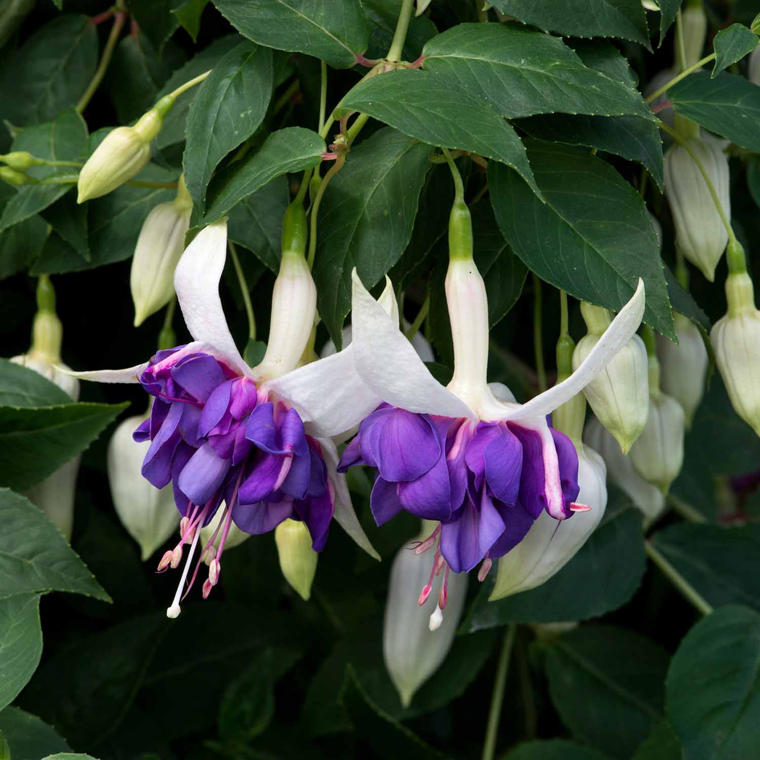 Fuchsia Plant 'Southern Belles Deep Purple' | Marshalls Garden