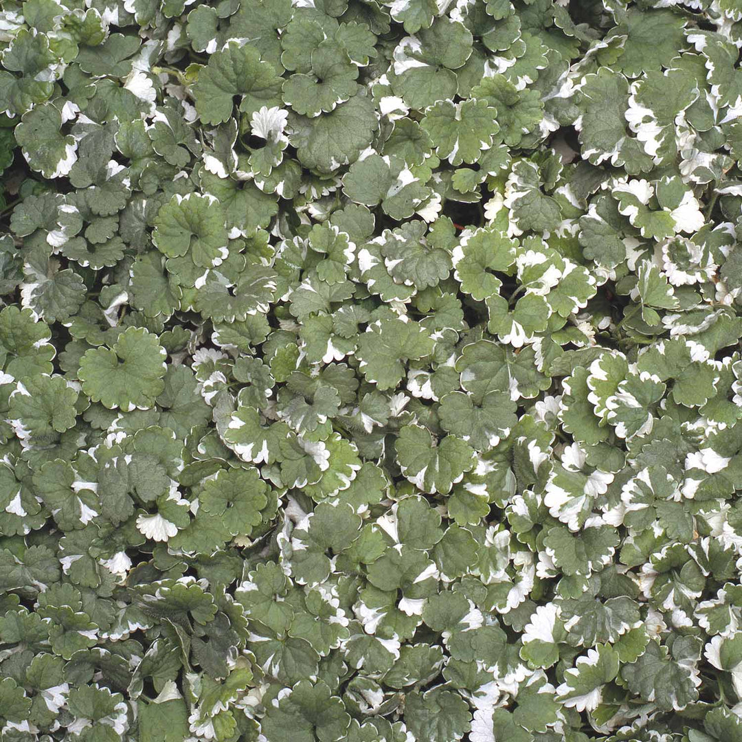 Nepeta Variegated - 6 Super Plugs | Buy Nepeta Plants Online | Nepeta ...