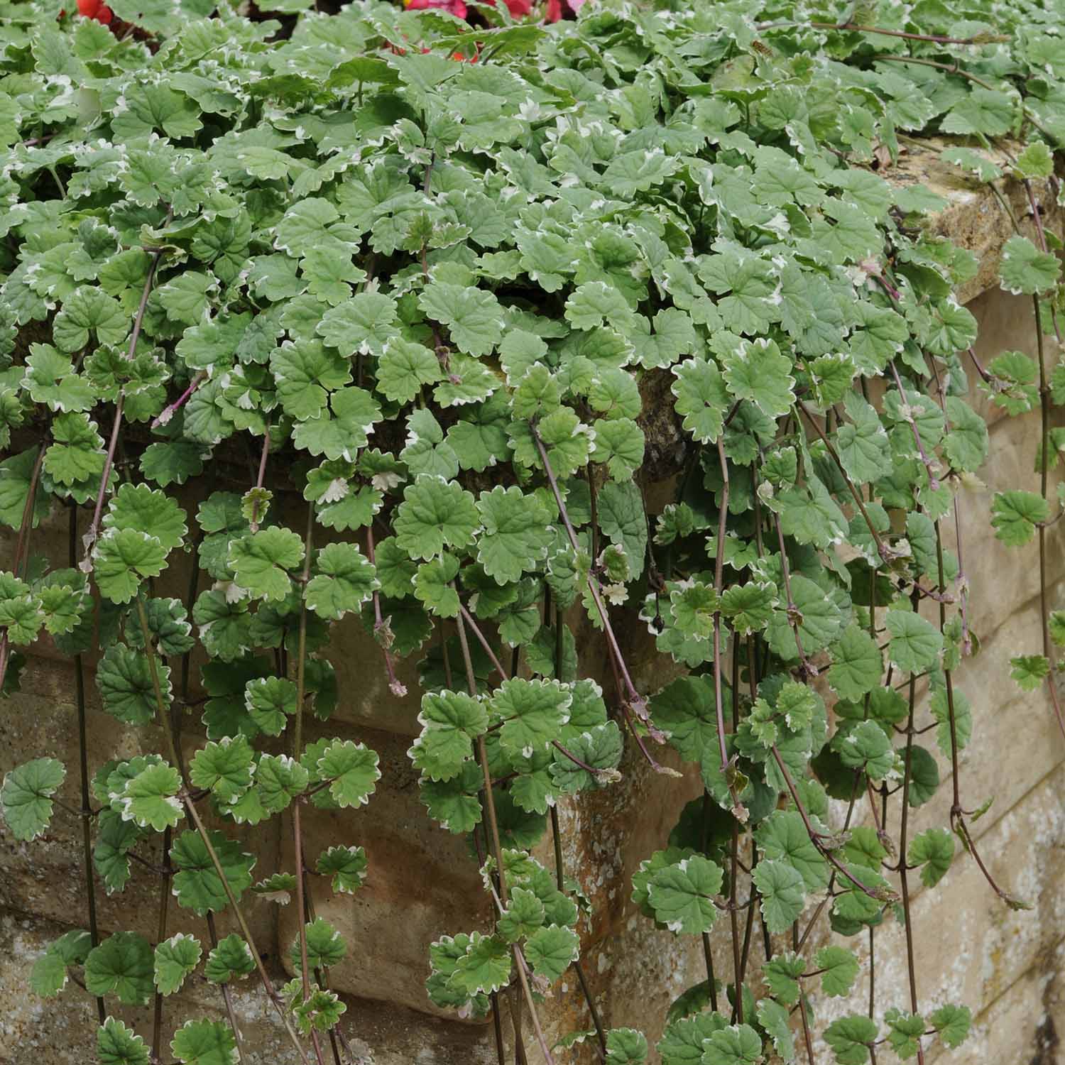 Nepeta Variegated | Buy Nepeta Plants Online | Summer Bedding Plants ...