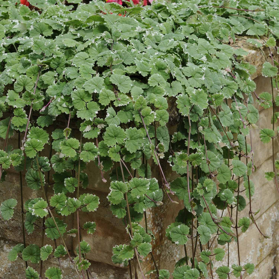 Nepeta Variegated - 6 Super Plugs | Buy Nepeta Plants Online | Nepeta ...