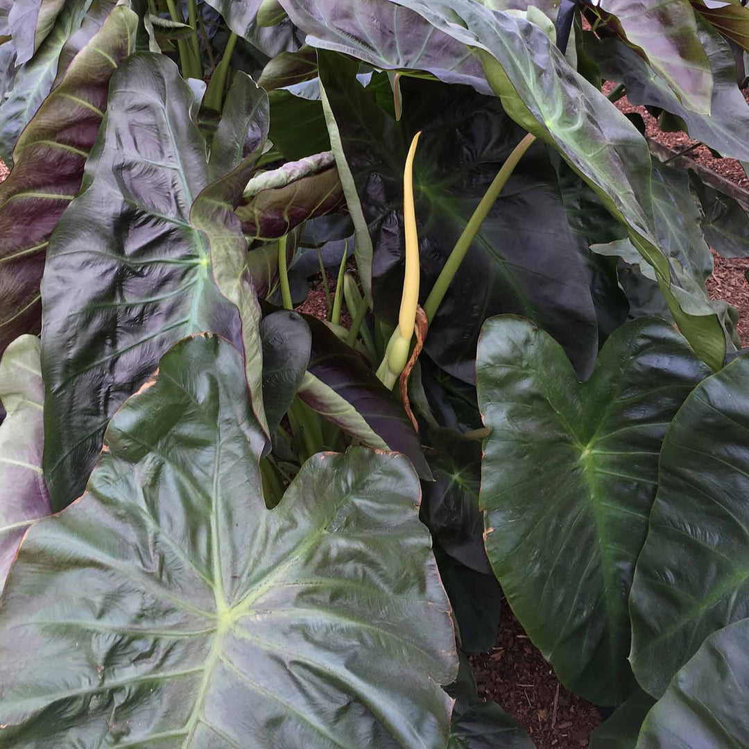 Buy Colocasia Royal Hawaiian Aloha 2ltr Pot Online | Marshalls ...