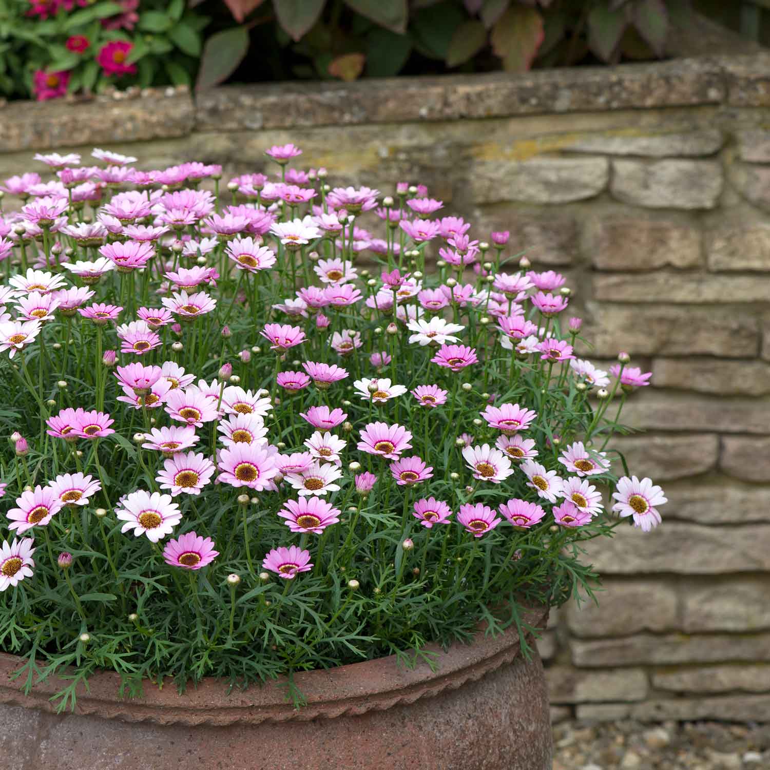 Argyranthemum (Marguerite) 'Grandaisy Pink Halo' - 6 Super Plugs | Buy ...