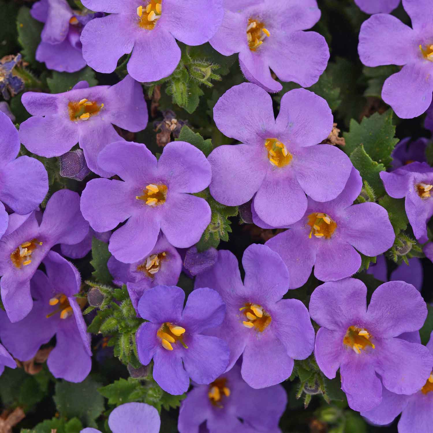 Bacopa Plant 'Megacopa Blue' | Buy Bacopa Plants Online | Summer ...