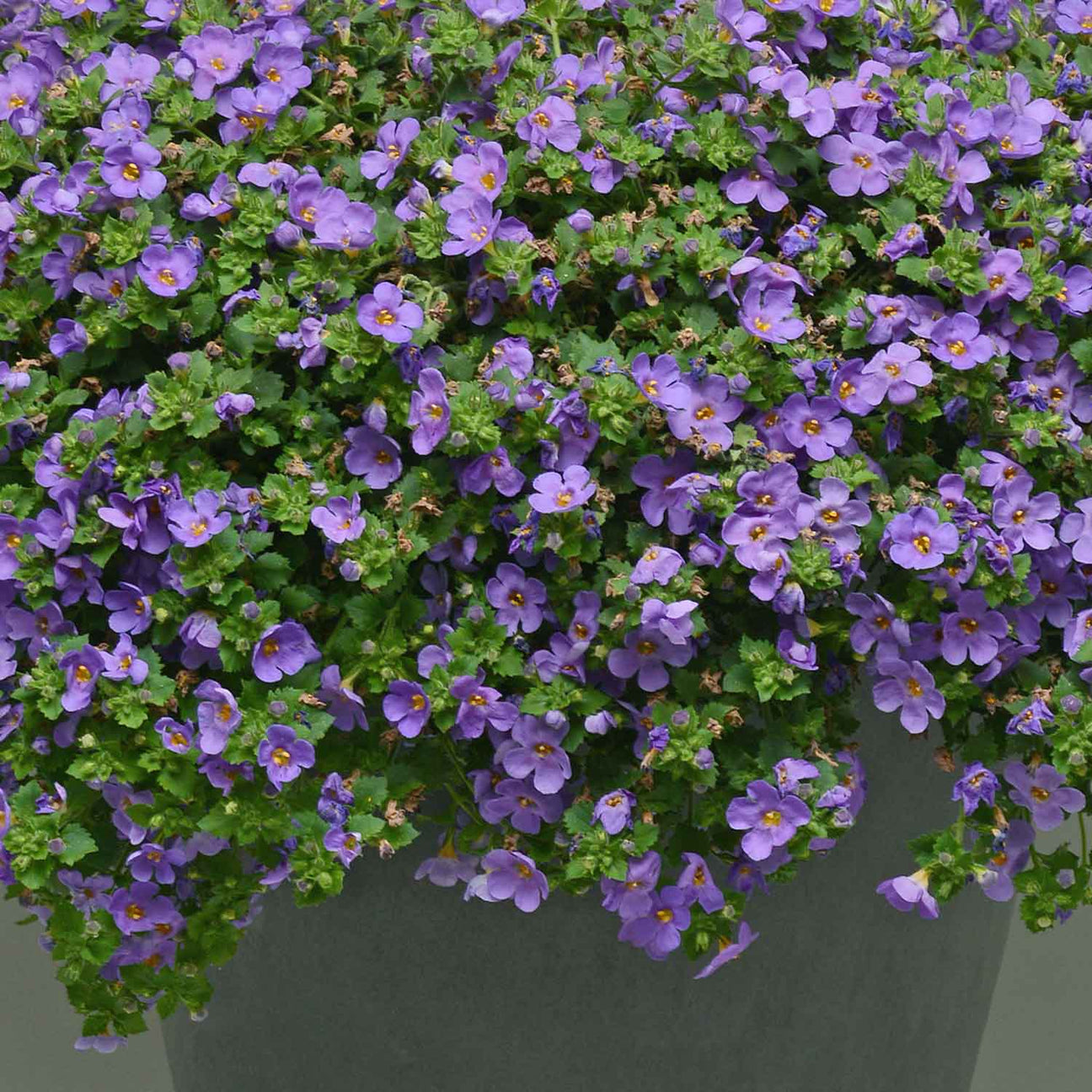 Bacopa Plant 'Megacopa Blue' | Buy Bacopa Plants Online | Summer Bedding Plants for Sale ...