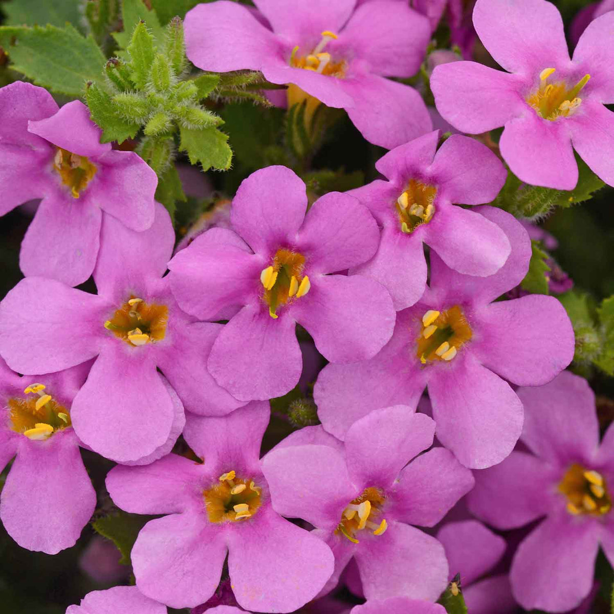 Bacopa Plant 'Megacopa Collection' - 6 x Super Plug Plants | Buy Bacopa ...