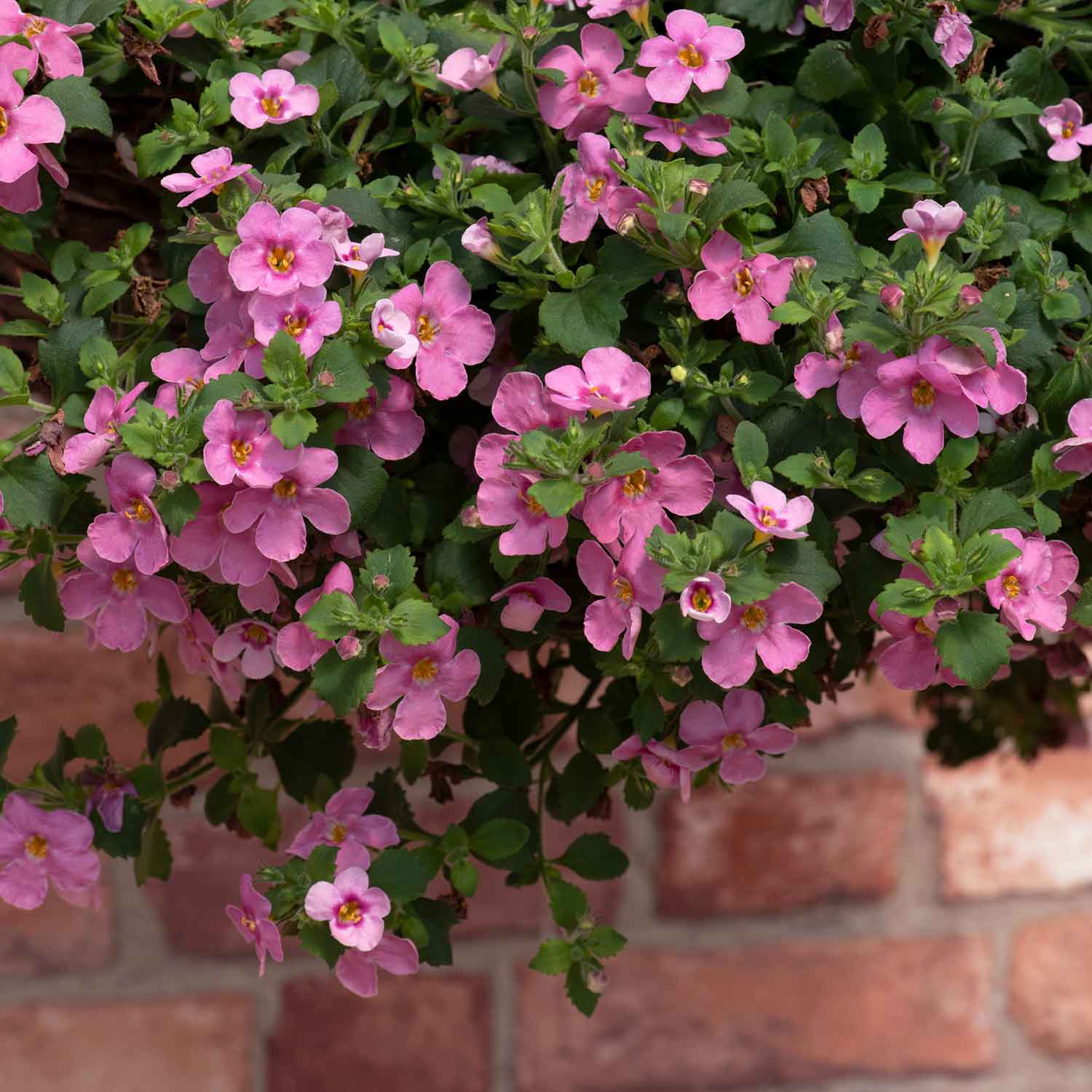 Bacopa Plant 'Megacopa Collection' - 6 x Super Plug Plants | Buy Bacopa ...