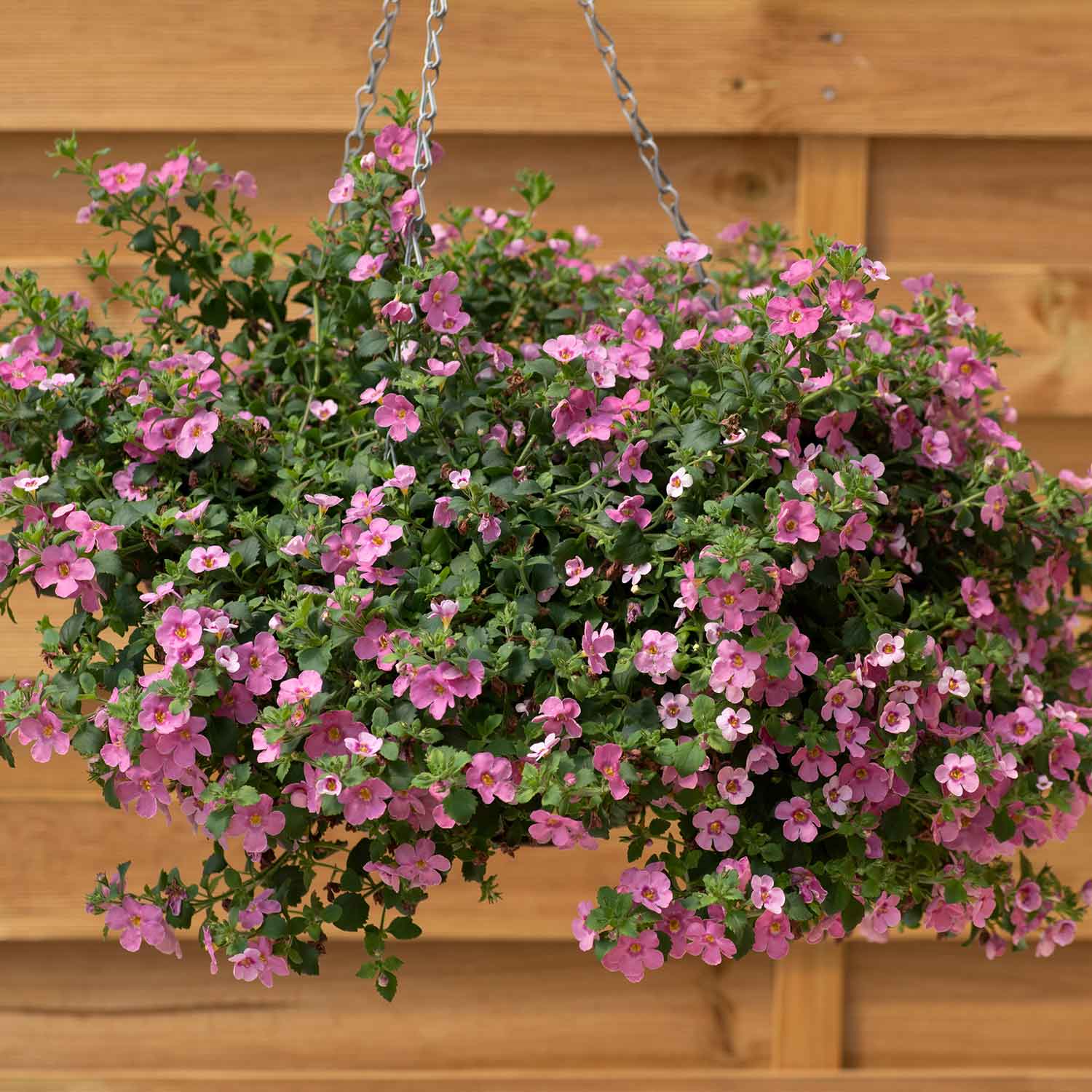 Bacopa Plant 'Megacopa Collection' - 6 x Super Plug Plants | Buy Bacopa ...