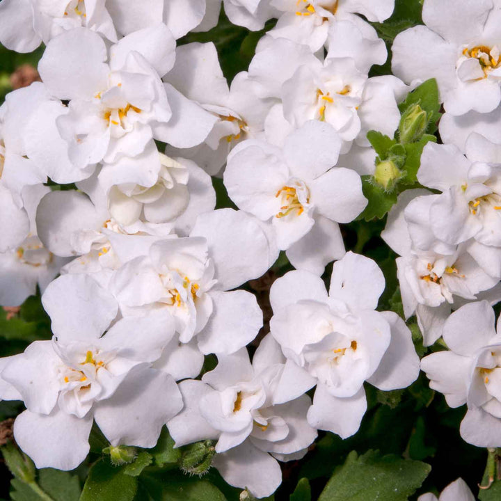Bacopa Plant 'Scopia Double Ballerina Snowball' | Buy Bacopa Plants ...