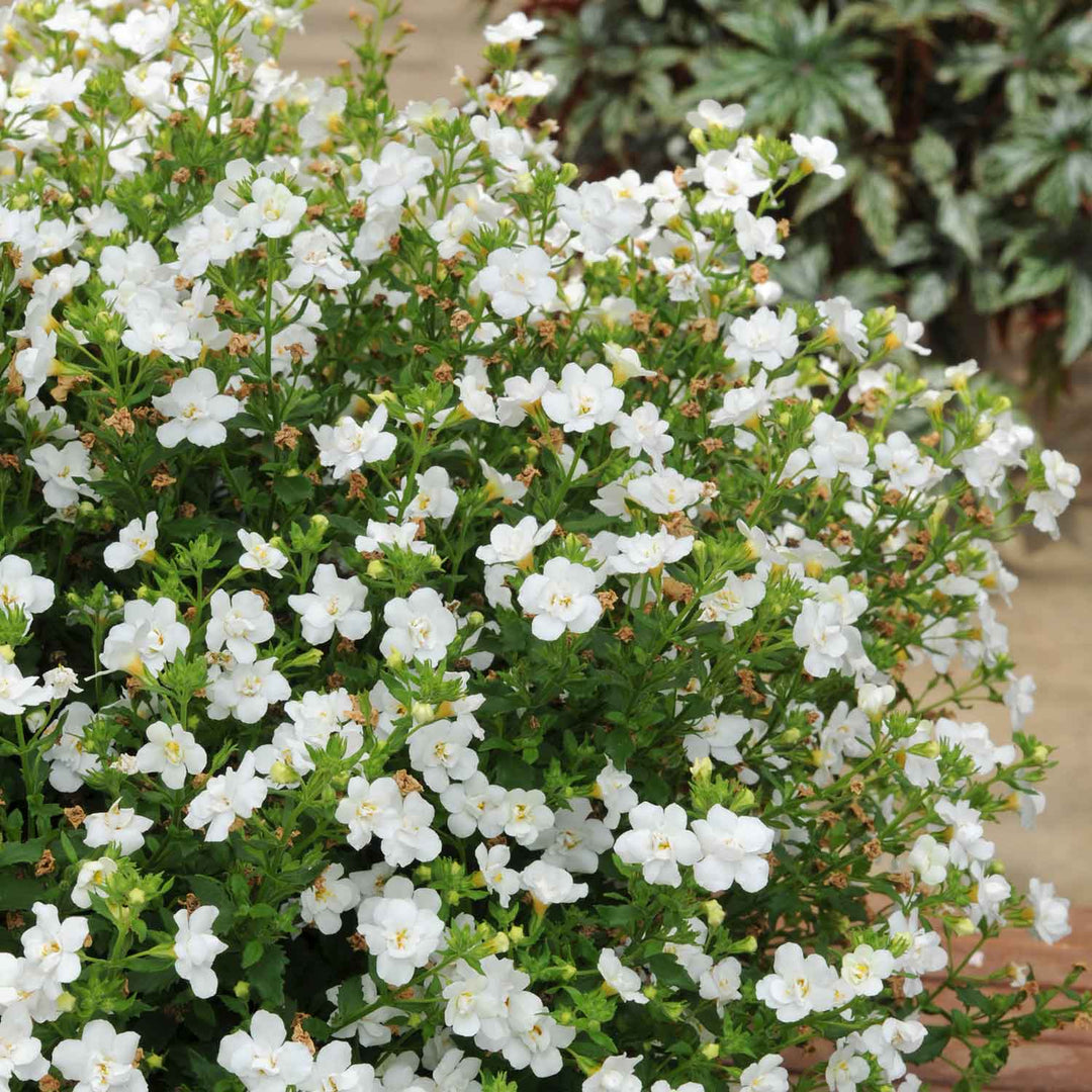 Bacopa Plant 'Scopia Double Ballerina Snowball' - 6 x Super Plug Plants ...
