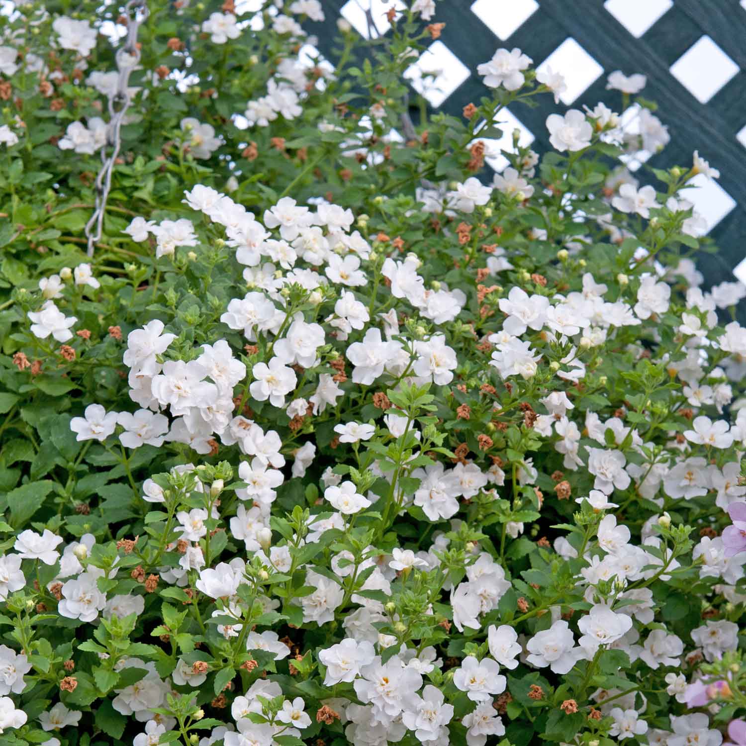Bacopa Plant 'Scopia Double Ballerina Snowball' | Buy Bacopa Plants ...