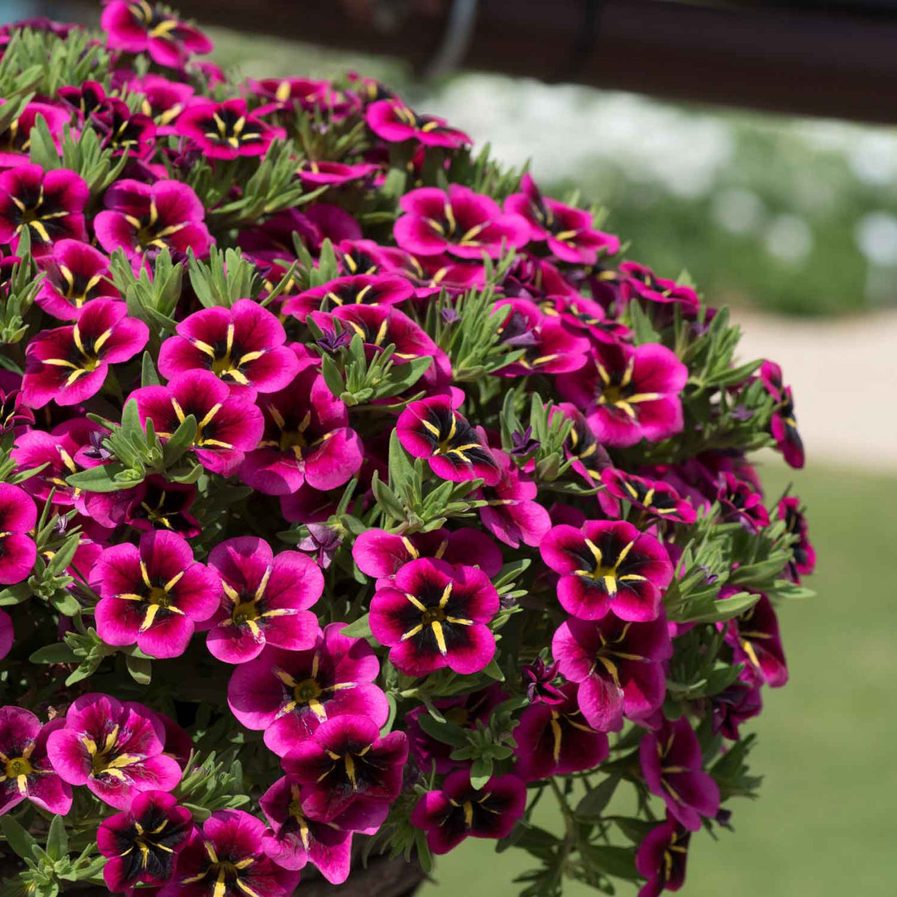 Calibrachoa 'Cabaret Good Night Kiss' - 6 Super Plugs | Buy Calibrachoa ...