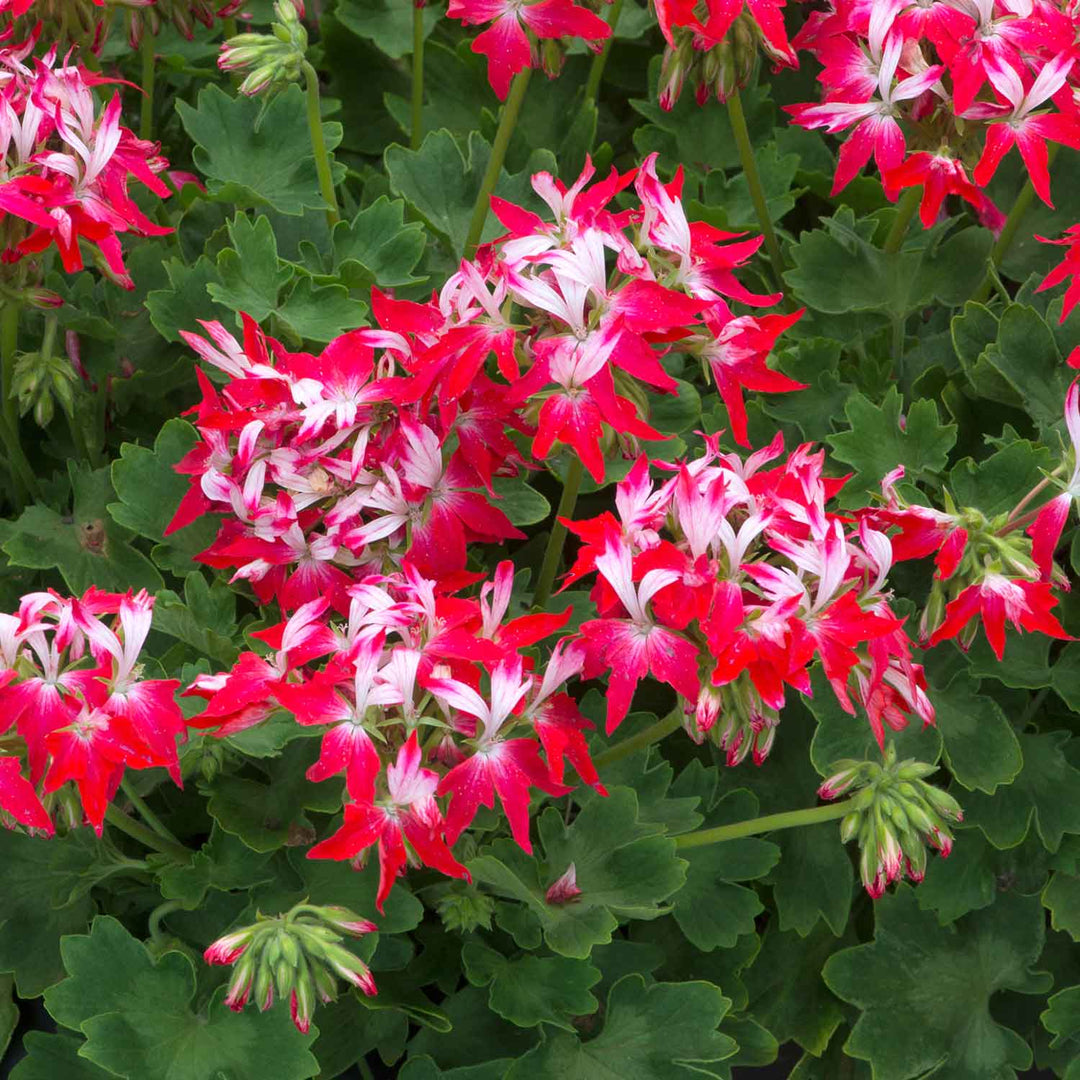Geranium Plant 'Summer Twist Red and White' - 5 x Super Plug Plants ...