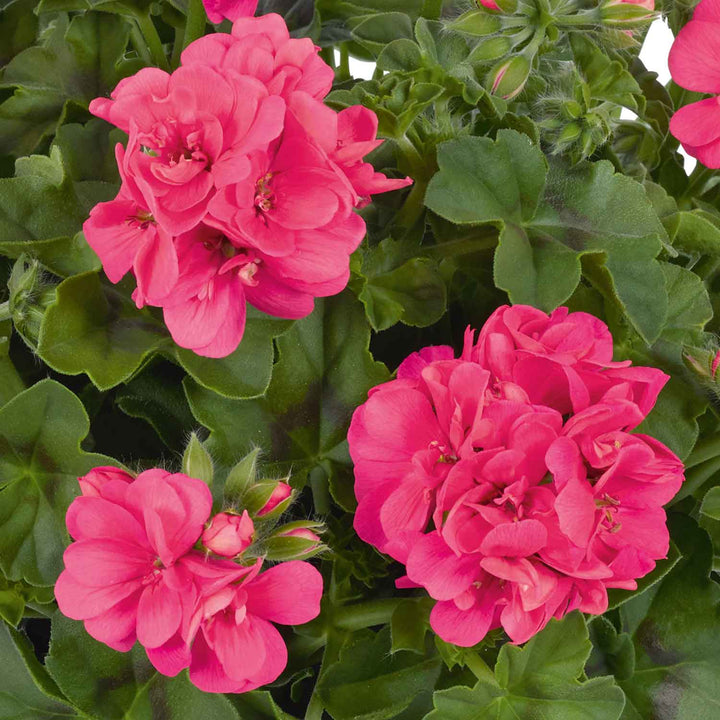 Buy Geranium Sunflair Linda Pink 6 Plants Online | Marshalls ...