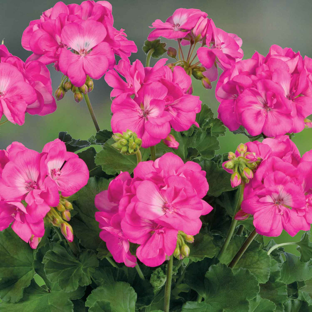 Buy Geranium Galaxy Rose 6 Plants Online | Marshalls – Marshalls Garden