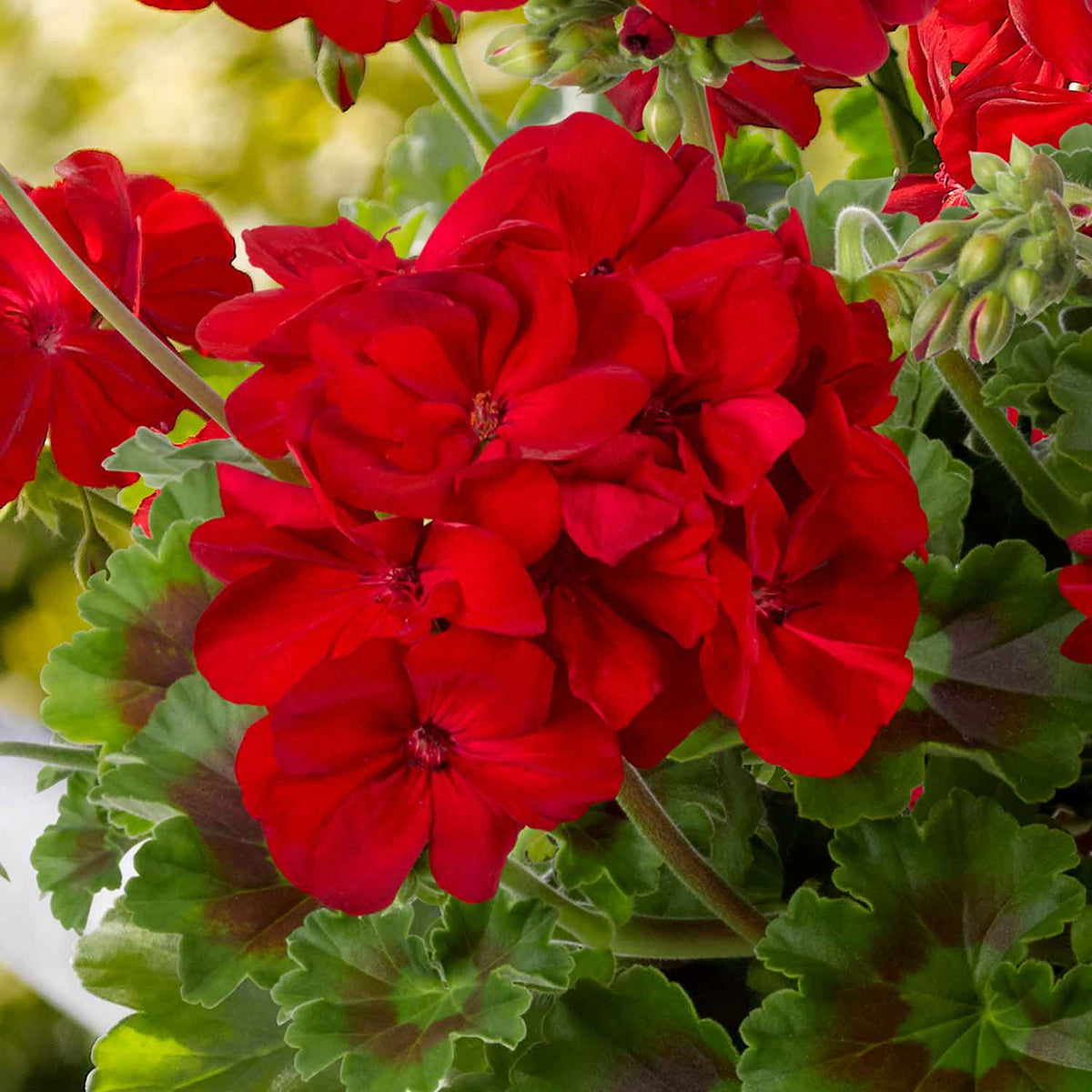 Geranium Plant 'Galaxy Red' | Buy Geranium Plants Online | Summer ...