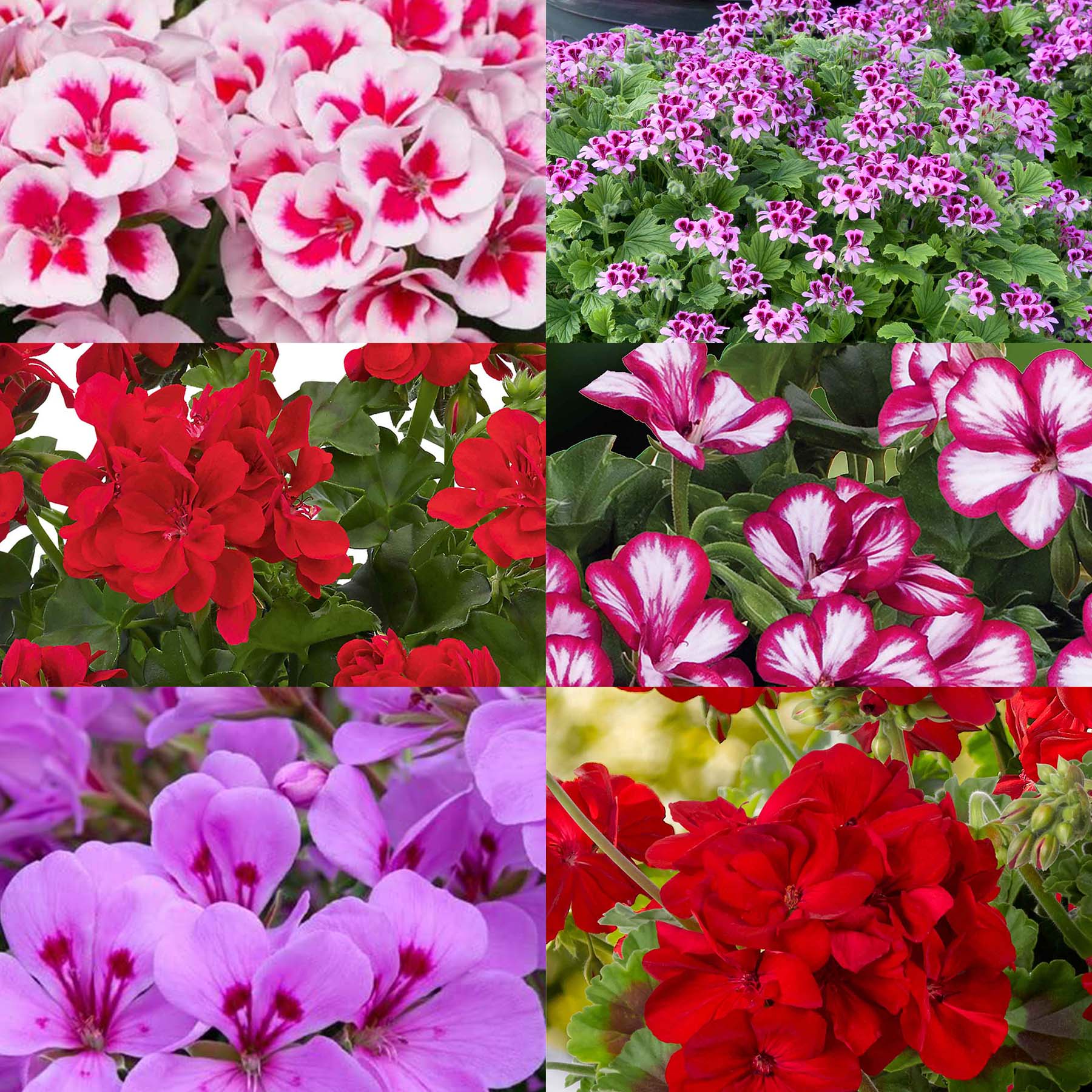 Marshalls Plant 'Geranium Selection' | Marshalls Garden