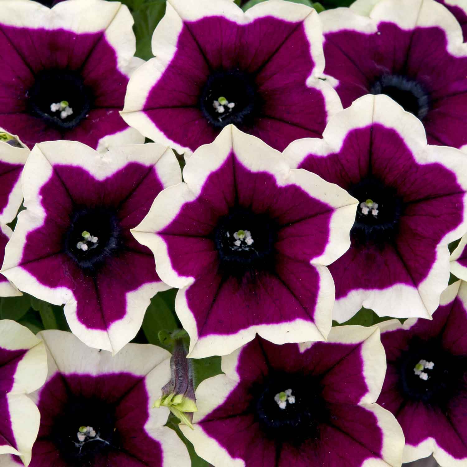 Buy Petunia Rim Magenta 6 Plants Online | Marshalls – Marshalls Garden