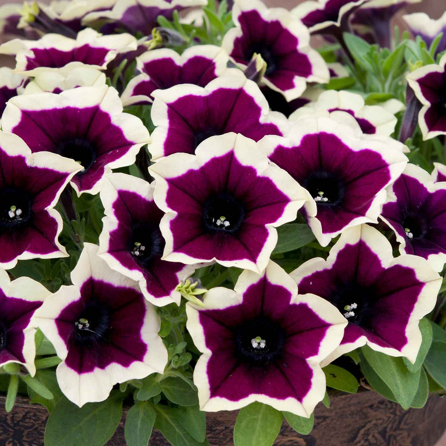 Petunia Plant 'Rim Magenta' | Marshalls Garden