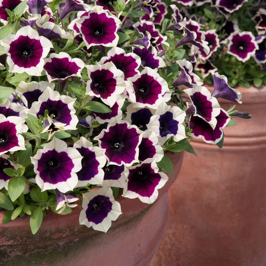 Buy Petunia Rim Magenta 6 Plants Online | Marshalls – Marshalls Garden