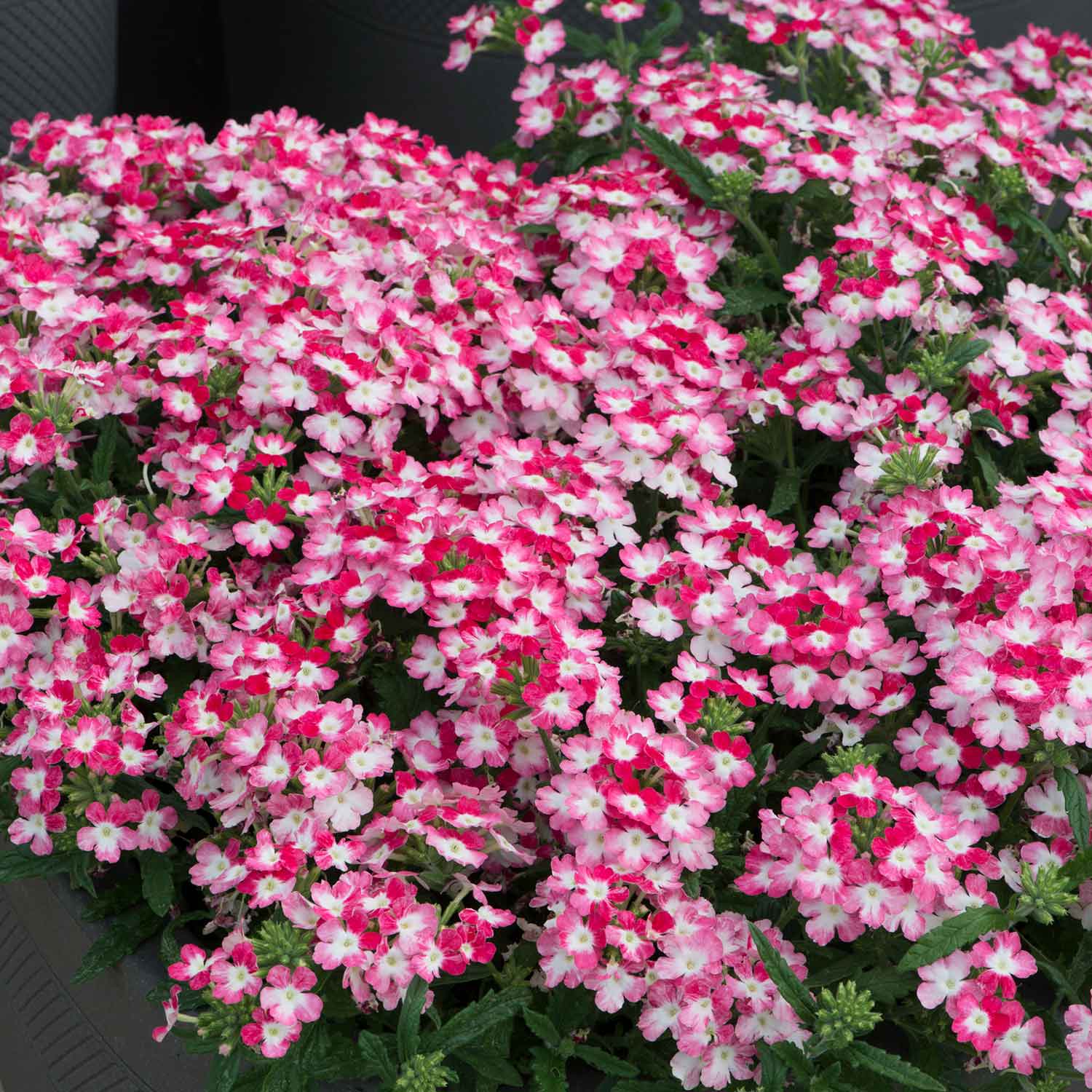 Verbena 'Sparkle Red' - 6 Super Plugs | Buy Verbena Plants Online ...