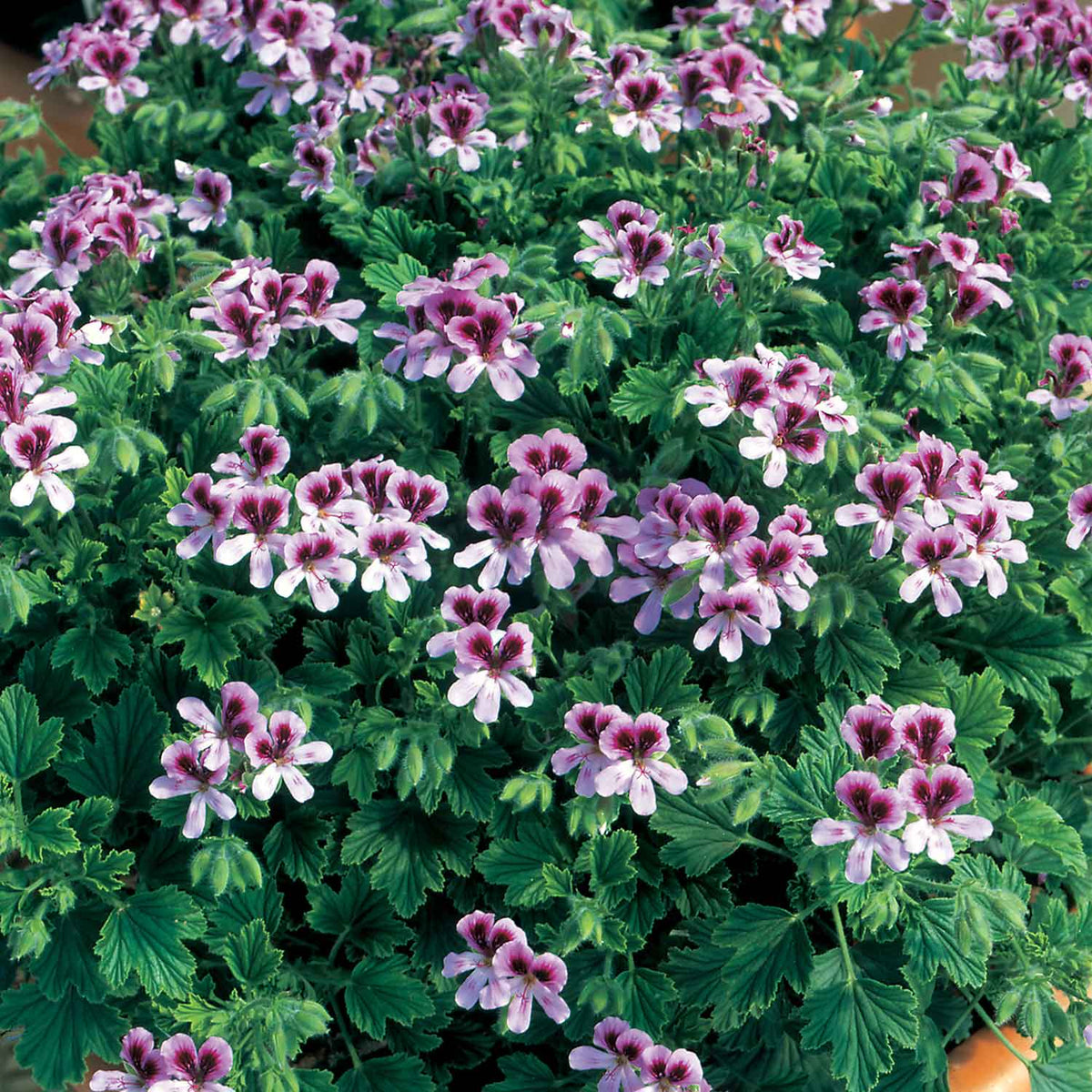 Geranium Plant 'Scented Orange Fizz' - 5 x Super Plug Plants | Buy ...