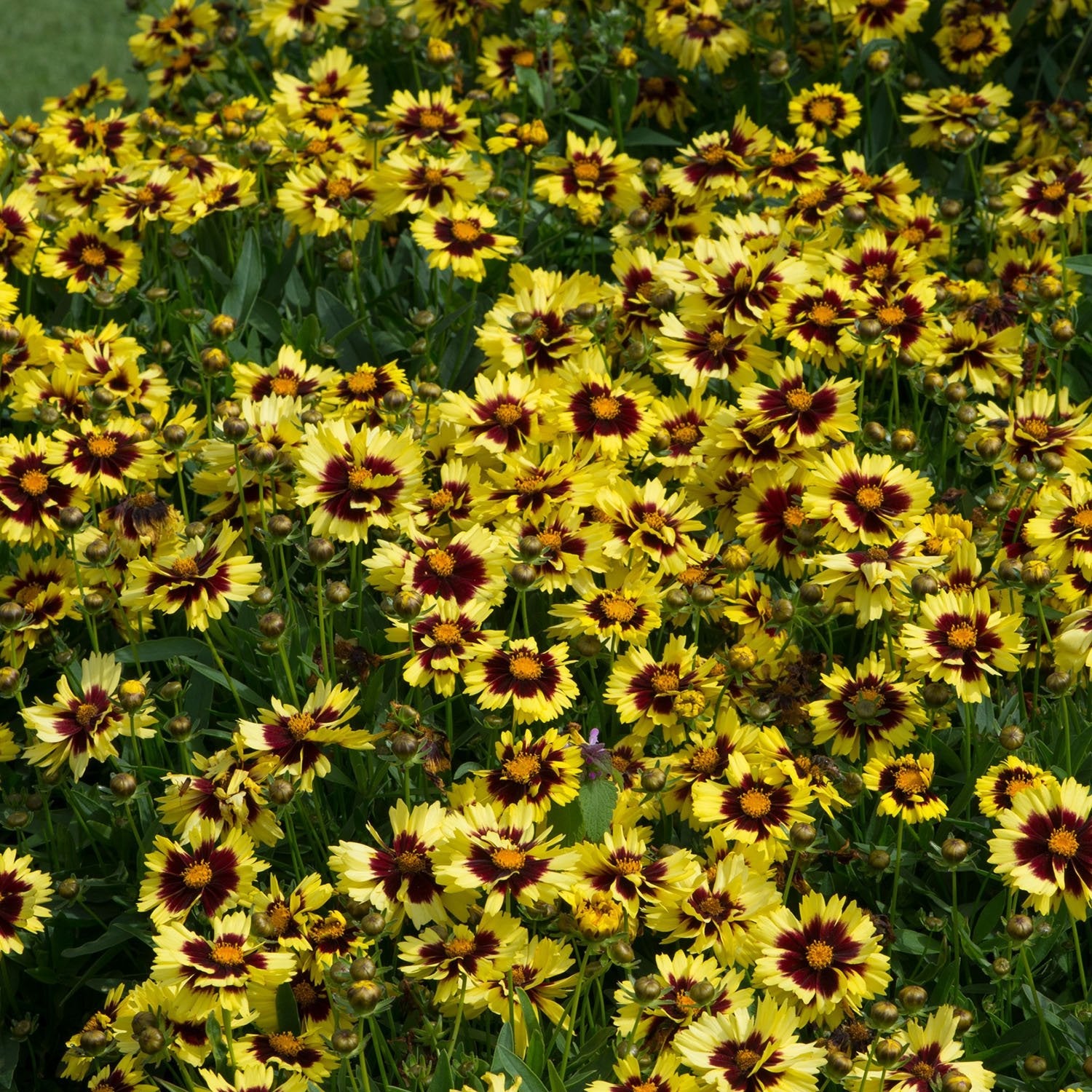 Coreopsis 'UpTick Yellow Red' - 2Ltr Plant | Buy Coreopsis Plants ...