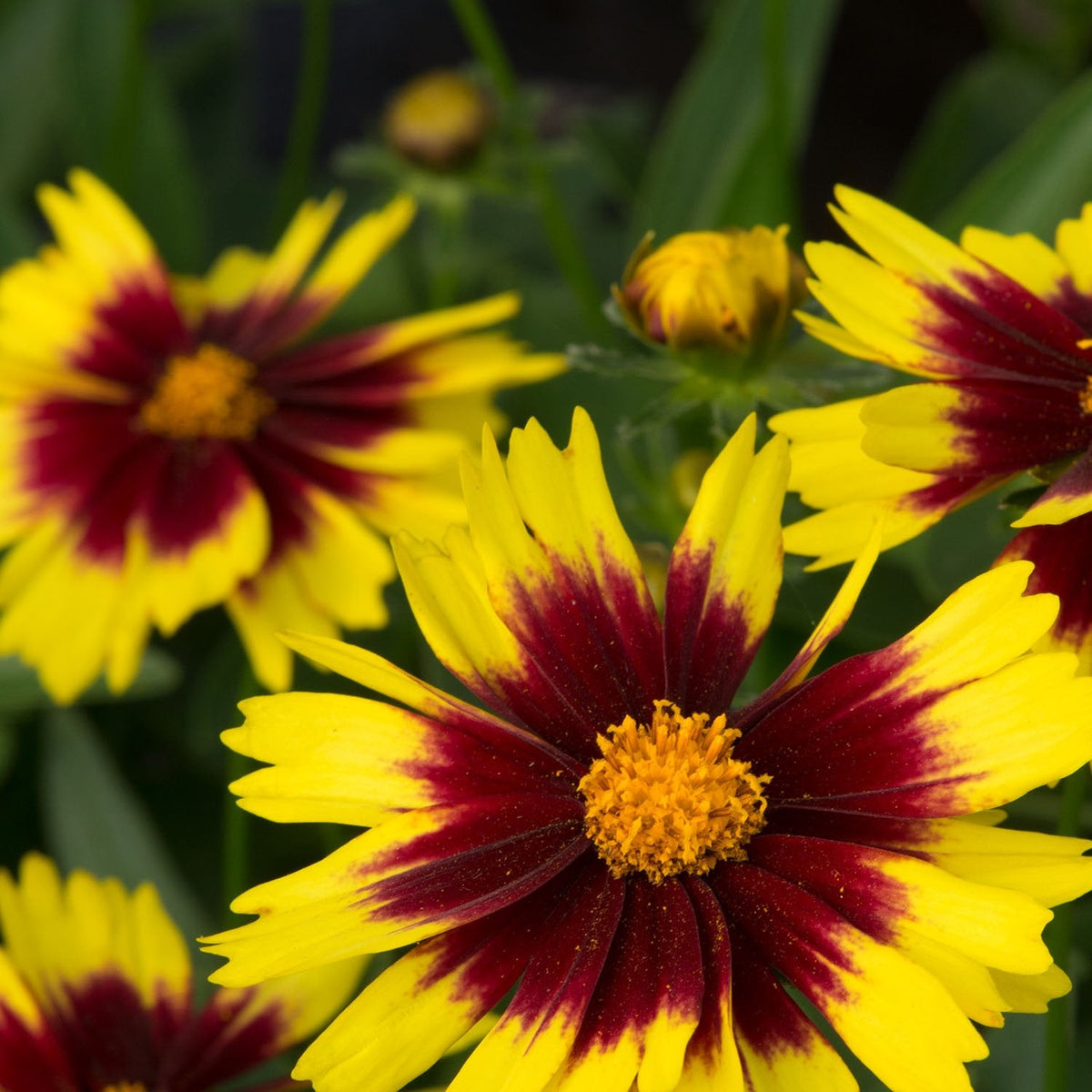 Coreopsis 'UpTick Yellow Red' - 2Ltr Plant | Buy Coreopsis Plants ...