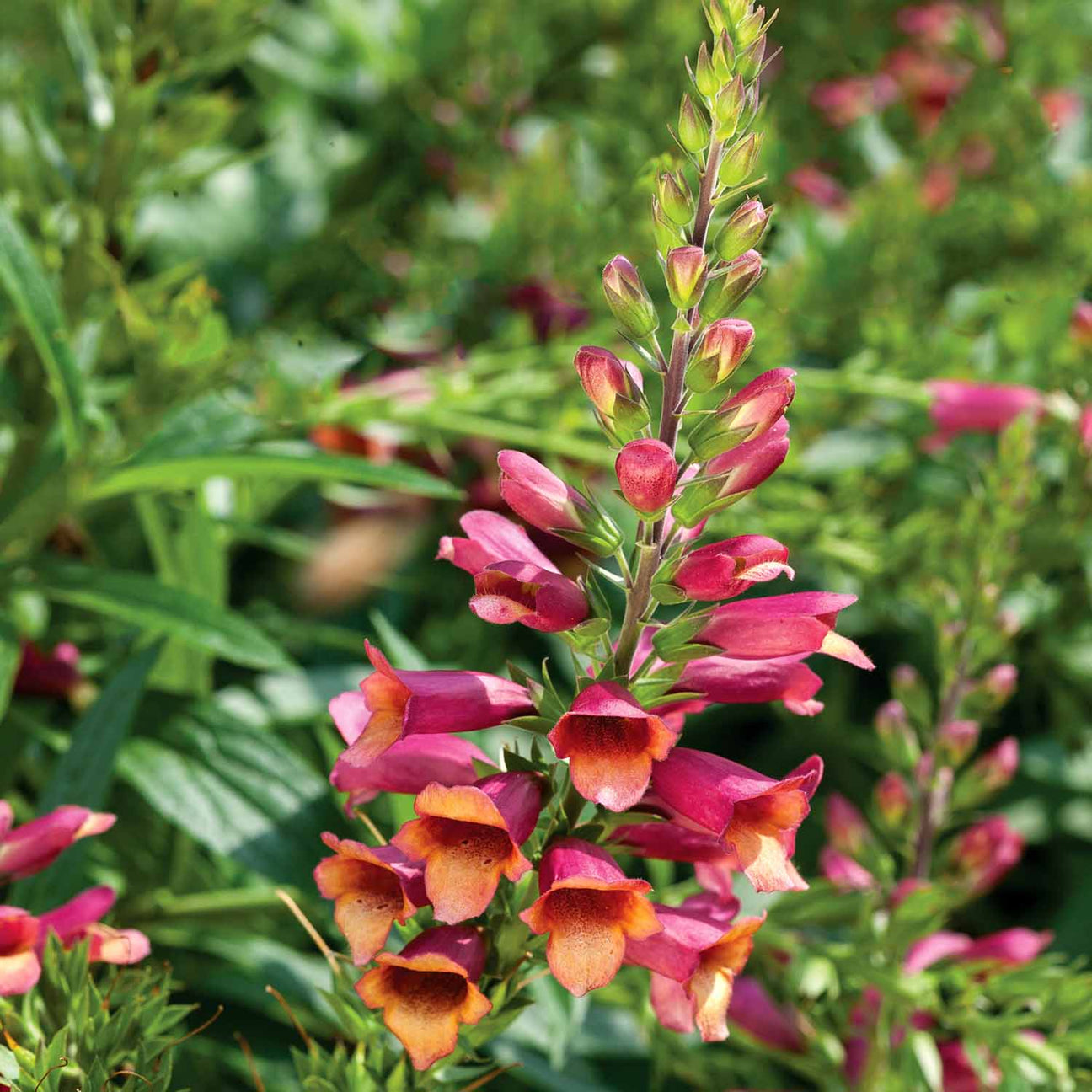 Digitalis 'Foxlight Ruby Glow' - 3 Garden Ready Plants | Buy Foxglove ...