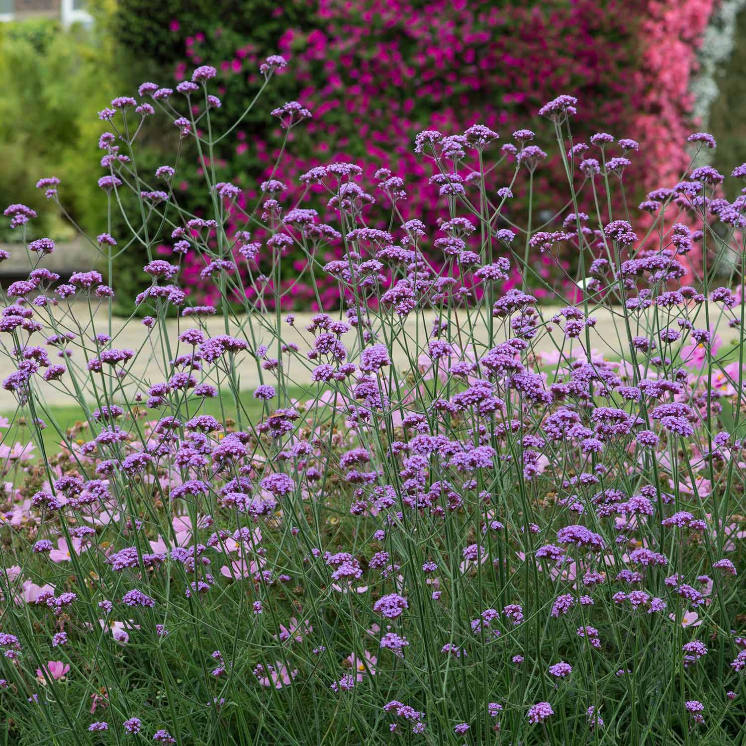 Marshalls Garden: Buy Plants, Seeds, Vegetables & Garden Equipment