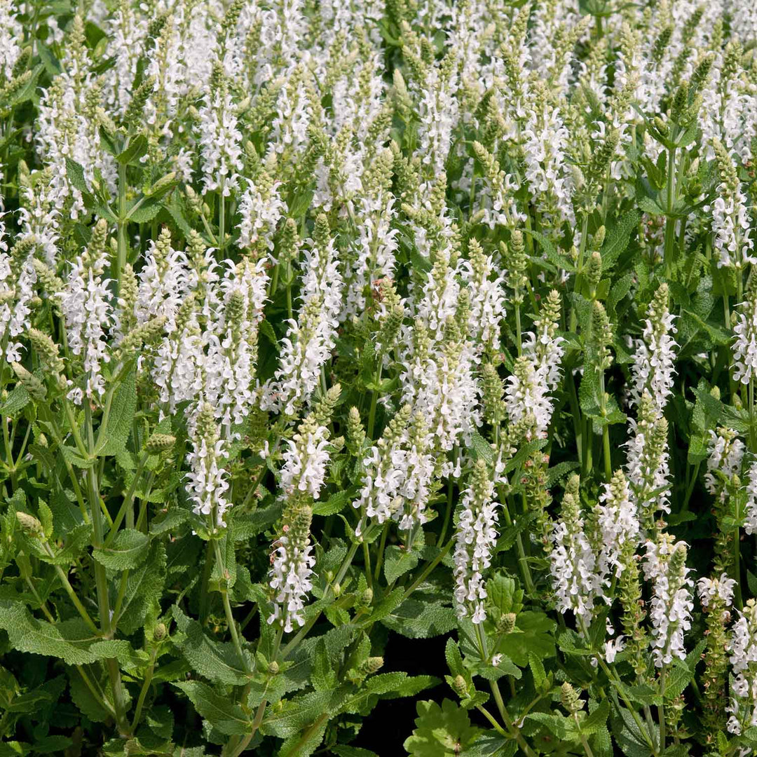 Salvia Plant 'Nemorosa 'Lyrical White' - 3 x Garden Ready Plants | Buy ...