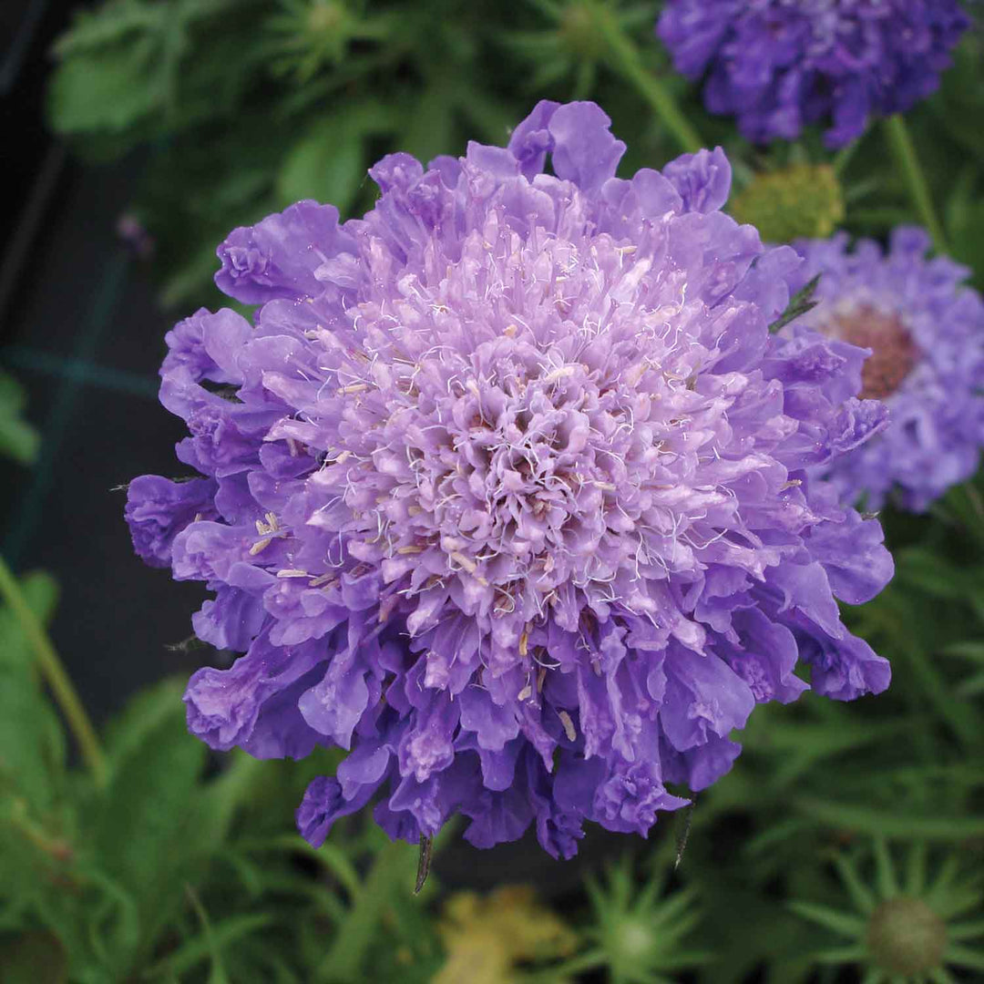 Scabious 'Blue Note' - 6 Garden Ready Plugs | Buy Scabious Seeds Online ...