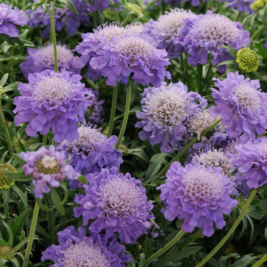 Scabious 'Blue Note' - 6 Garden Ready Plugs | Buy Scabious Seeds Online ...