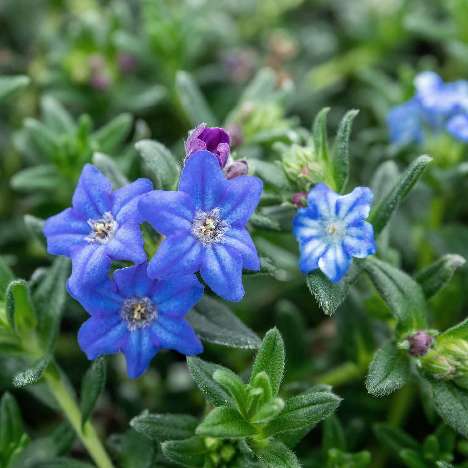 Lithodora 'Heavenly Blue' - 6 Garden Ready Plugs | Buy Lithodora Plants ...