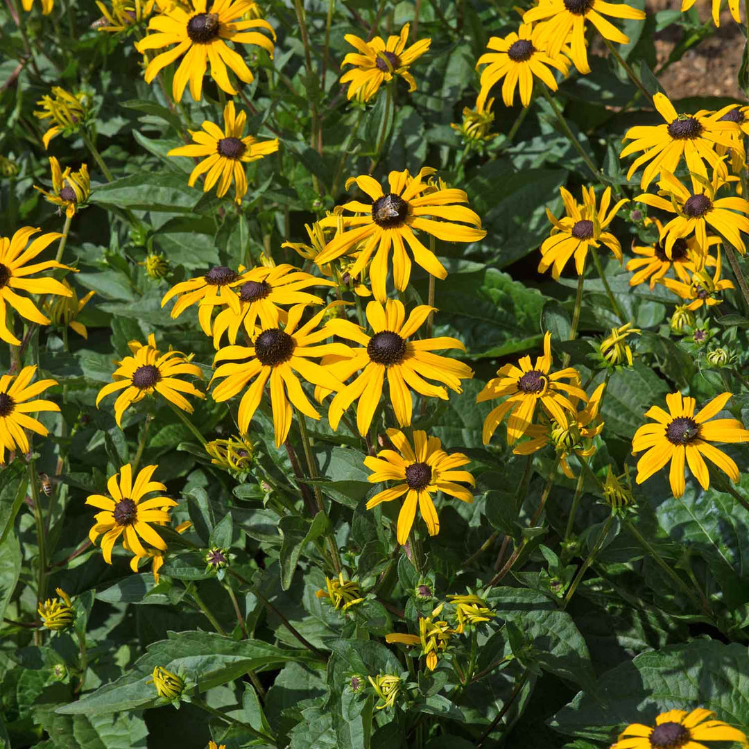 Rudbeckia fulgida 'Goldsturm' - 24 Garden Ready Plugs | Buy Rudbeckia ...