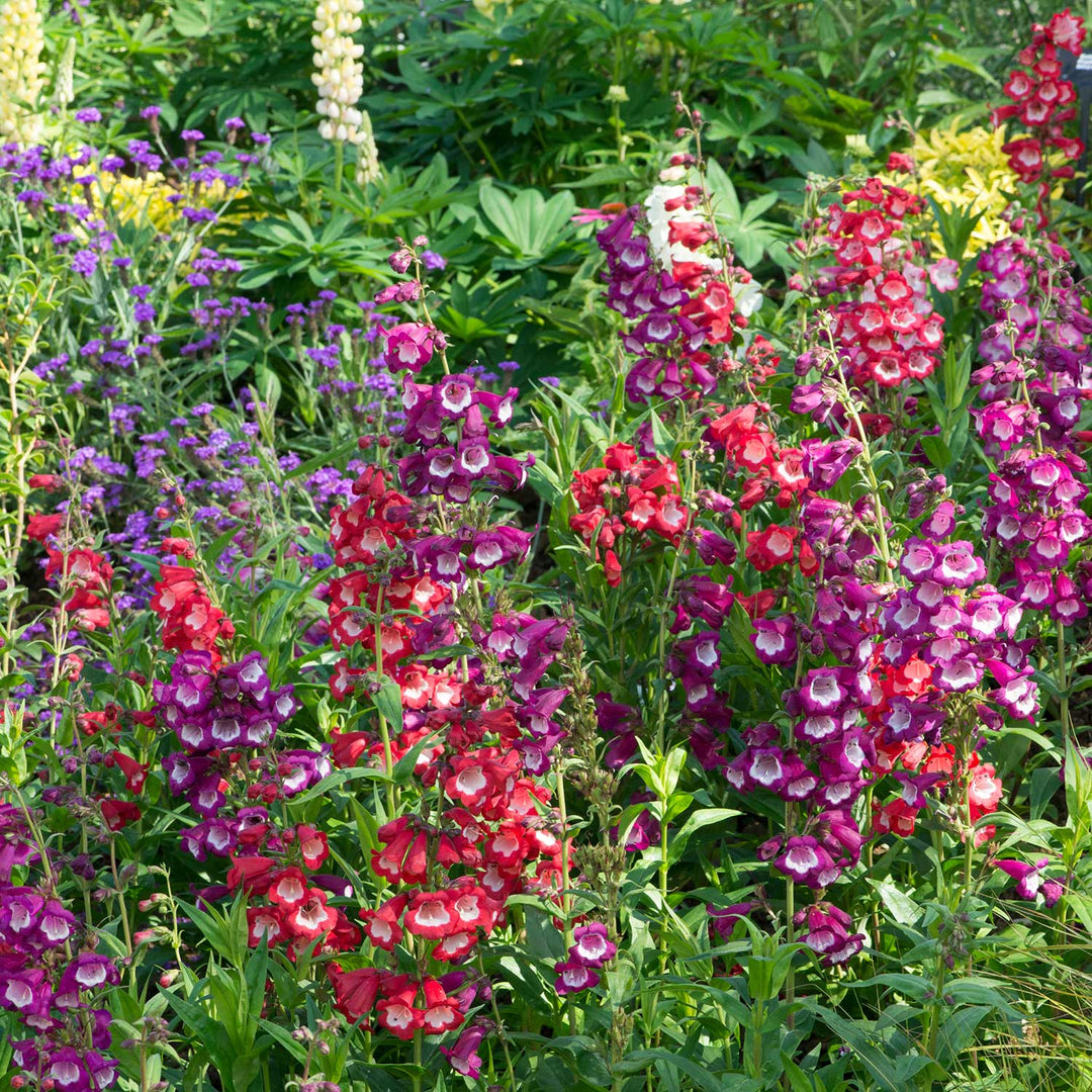 Penstemon 'Arabesque Mixed' - 6 Garden Ready Plugs | Buy Penstemon ...
