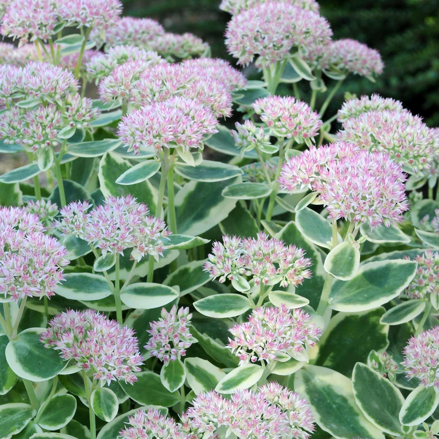 Sedum 'Frosted Fire' - 2Ltr Plant | Buy Sedum Plants Online | Sedum ...