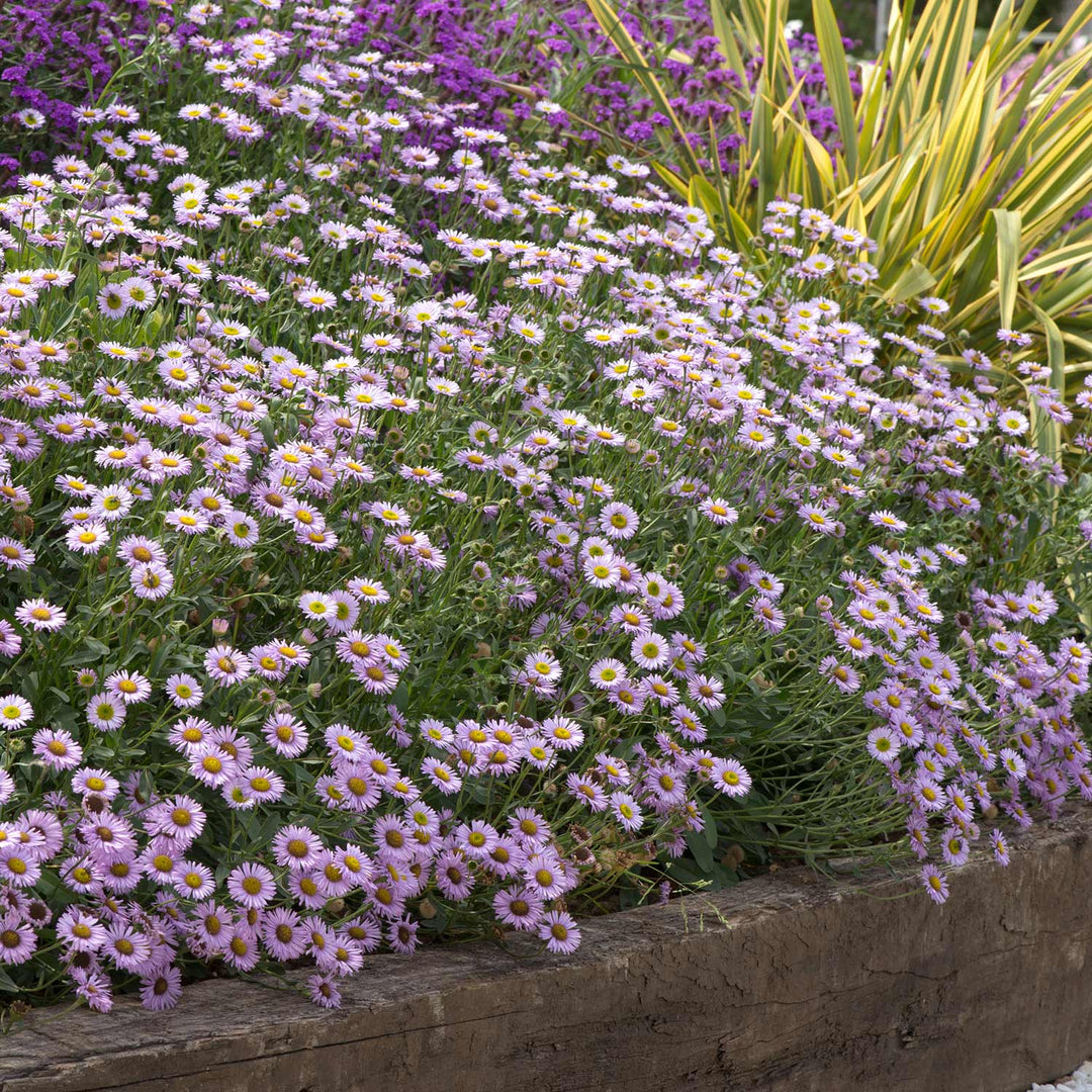 Erigeron Wayne Roderick - 6 Garden Ready Plug Plants | Buy Erigeron Plants Online | Marshalls Garden