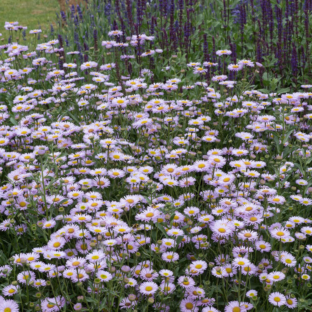 Erigeron Wayne Roderick - 6 Garden Ready Plug Plants | Buy Erigeron Plants Online | Marshalls Garden