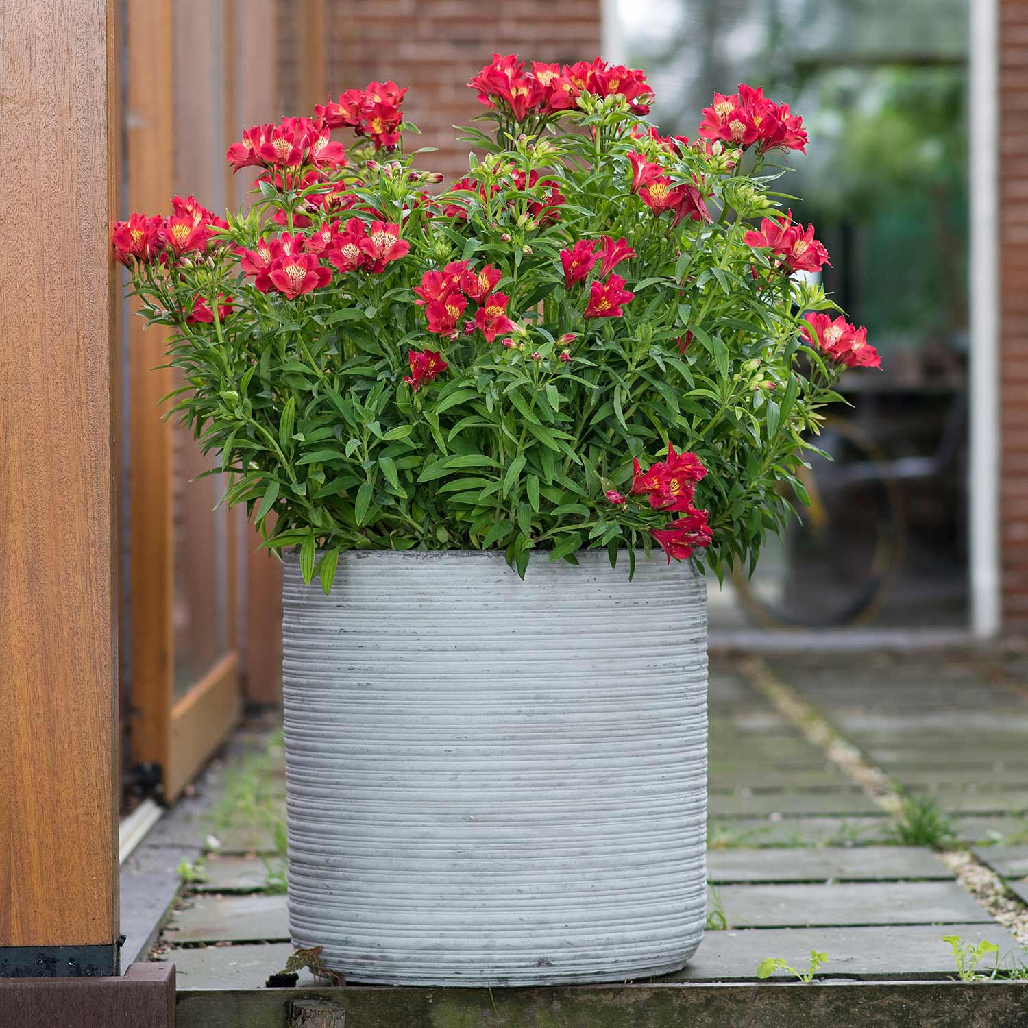 Alstroemeria Plant 'Marshalls Selection - 3 x Garden Ready Plants | Buy ...