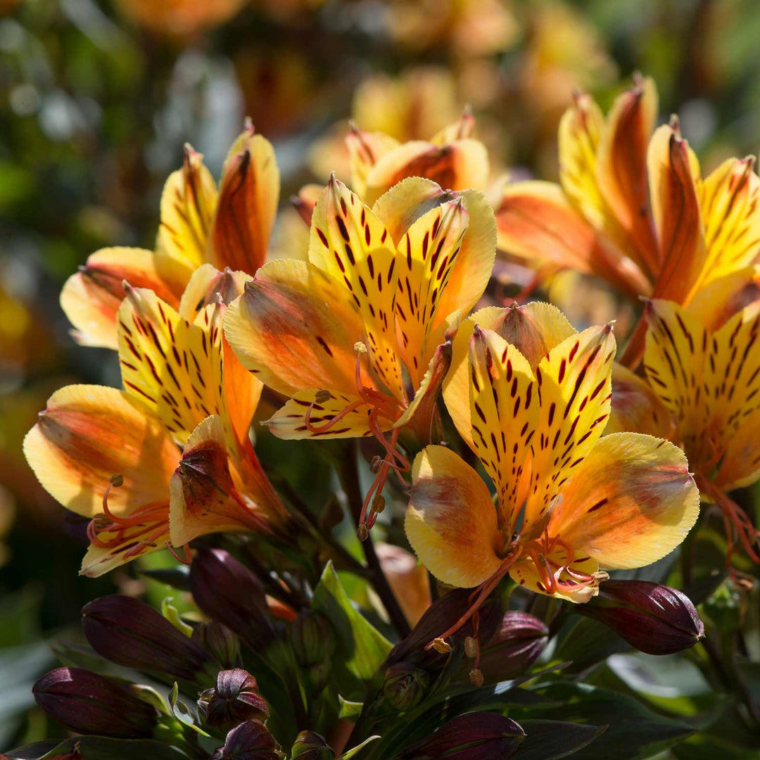 Alstroemeria Plant 'Marshalls Selection - 3 x Garden Ready Plants | Buy ...