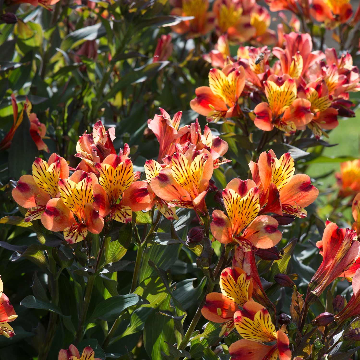Alstroemeria Plant 'Marshalls Selection - 3 x Garden Ready Plants | Buy ...
