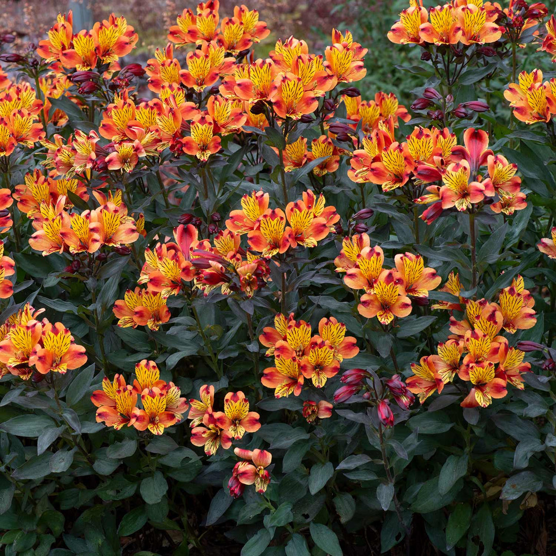 Alstroemeria Plant 'Marshalls Selection - 3 x Garden Ready Plants | Buy ...