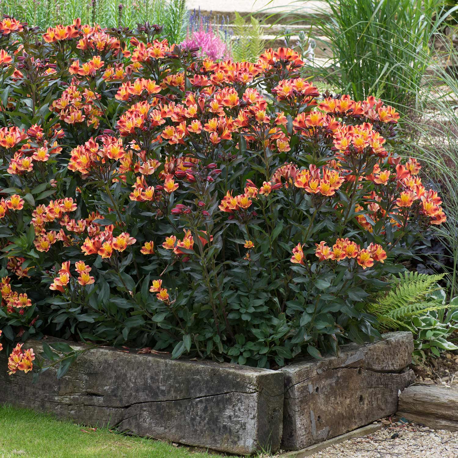 Alstroemeria Plant 'Marshalls Selection - 3 x Garden Ready Plants | Buy ...