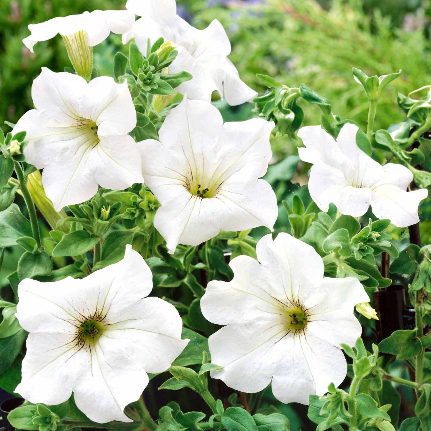 Petunia Surfinia 'Snow' | Buy Petunia Plants Online | Summer Bedding ...