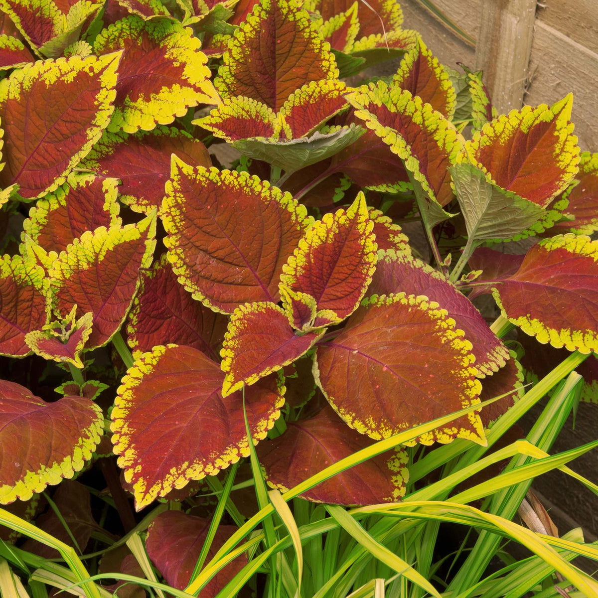 Coleus 'Sunfighter Trusty Rusty' - 5 Plugs | Buy Coleus Plants Online ...